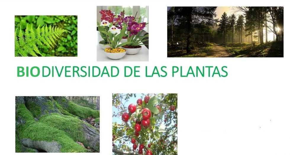 Biodiversidad de las plantas | Gustavo Silva García
