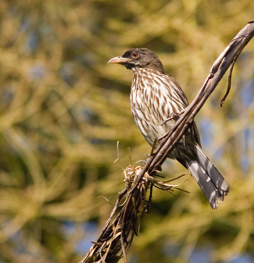 Aves endémicas, residentes y visitantes de Dominicana | Gustavo Silva ...